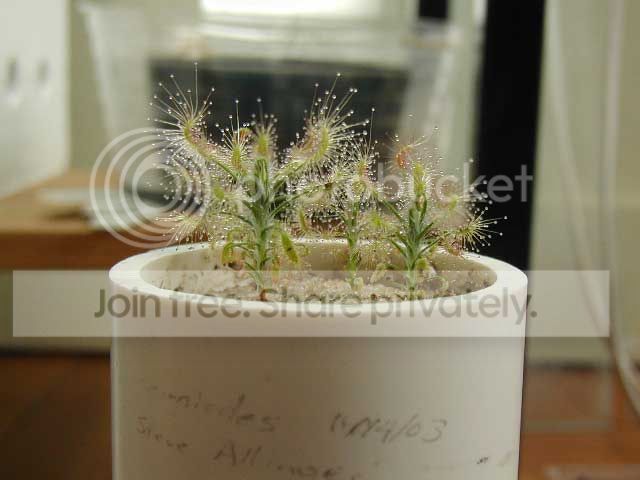 Tips for keeping D. scorpioides happy - Drosera - Carnivorous Plants UK